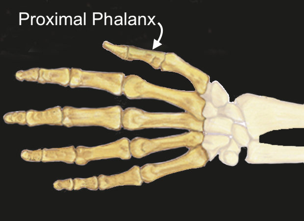 Thumb Proximal Phalanx Anatomy | Anatomic Structures at Risk